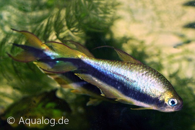 Nematobrycon palmeri - Keizertetra - Aquabilzen