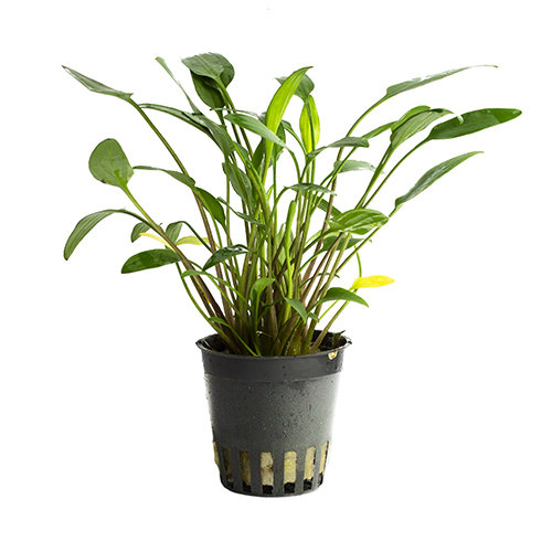 CRYPTOCORYNE LUCENS - Aquabilzen